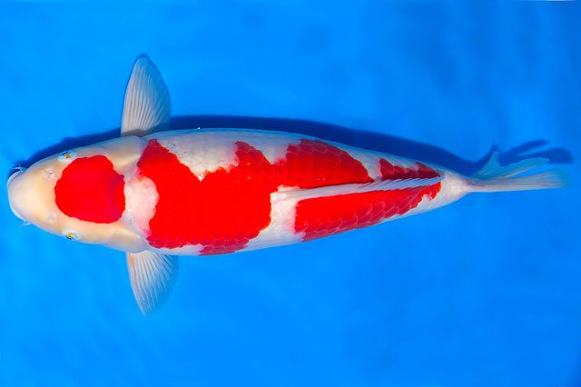 Jenis Ikan Koi Termahal Ini 6 Jenis Ikan Koi Yang Bisa Dijadikan